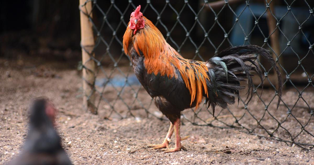 Kohout jménem Dominant. Co mě po přesunu z města na venkov naučily slepice | Heroine.cz